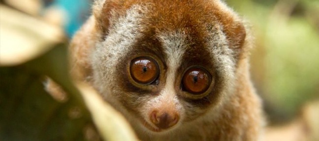 Els 10 animals més estranys del món