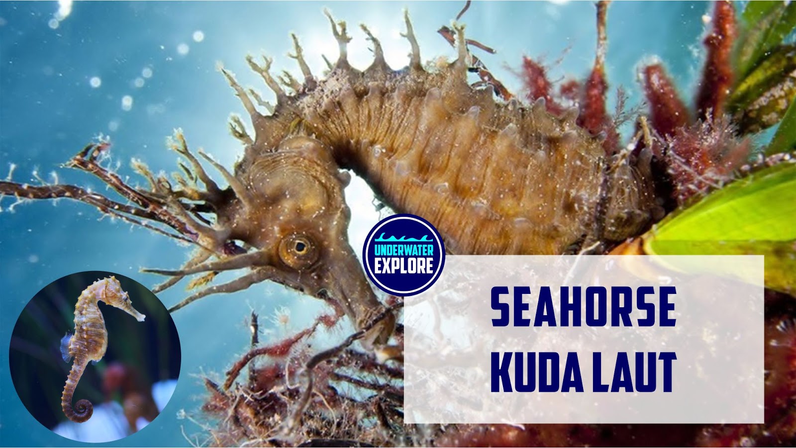 Underwater Explore: SeaHorse (Kuda Laut)