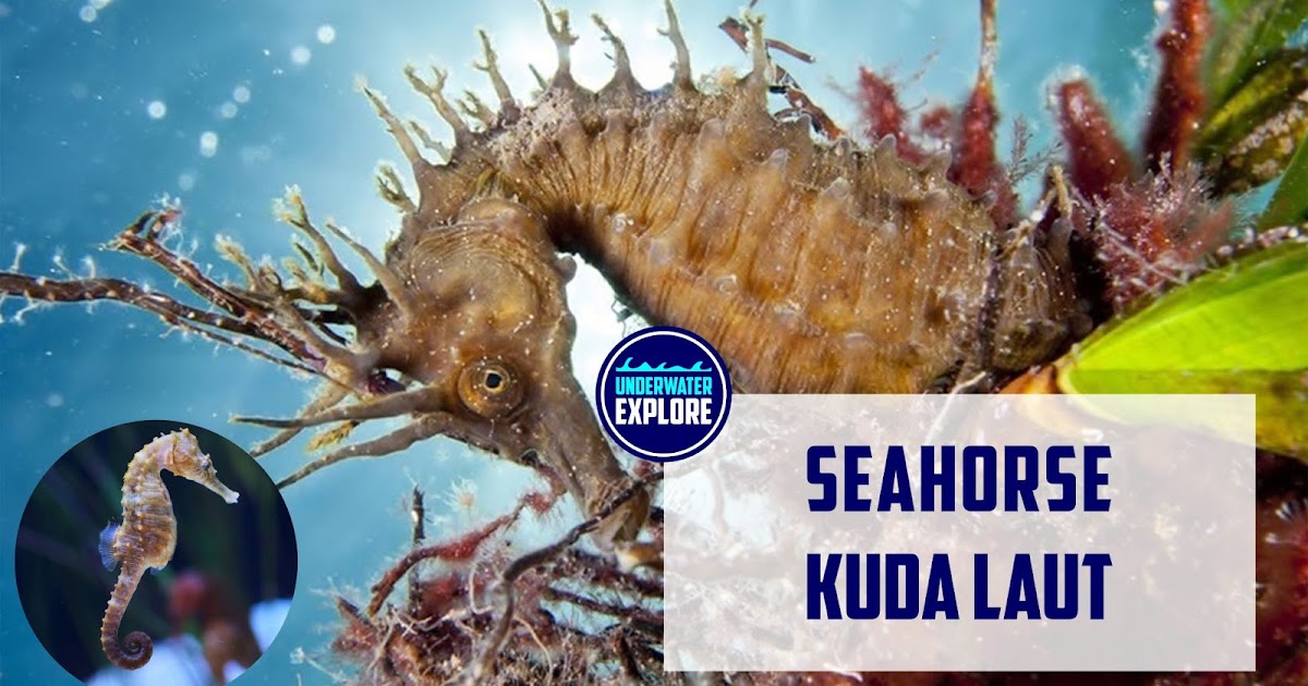 Underwater Explore: SeaHorse (Kuda Laut)