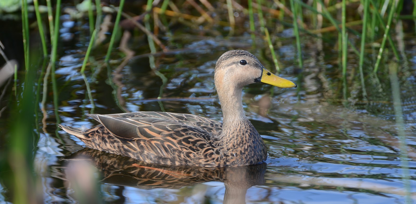 Mottled Duck