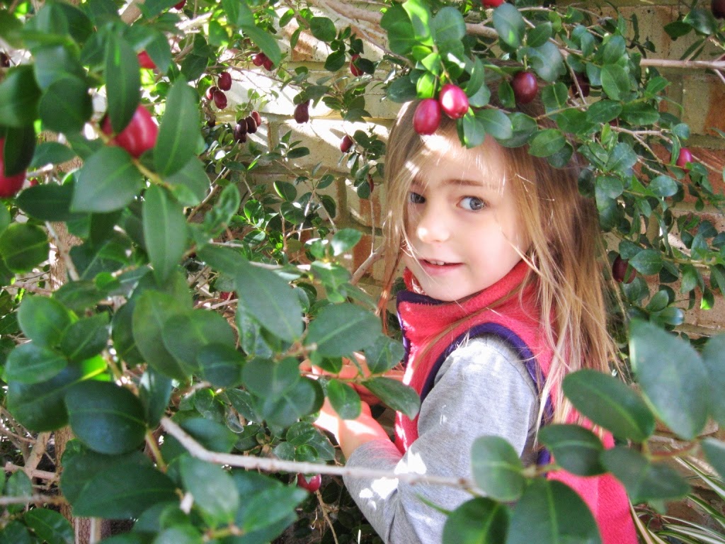 Small Steps for Sustainability: Australian native jam