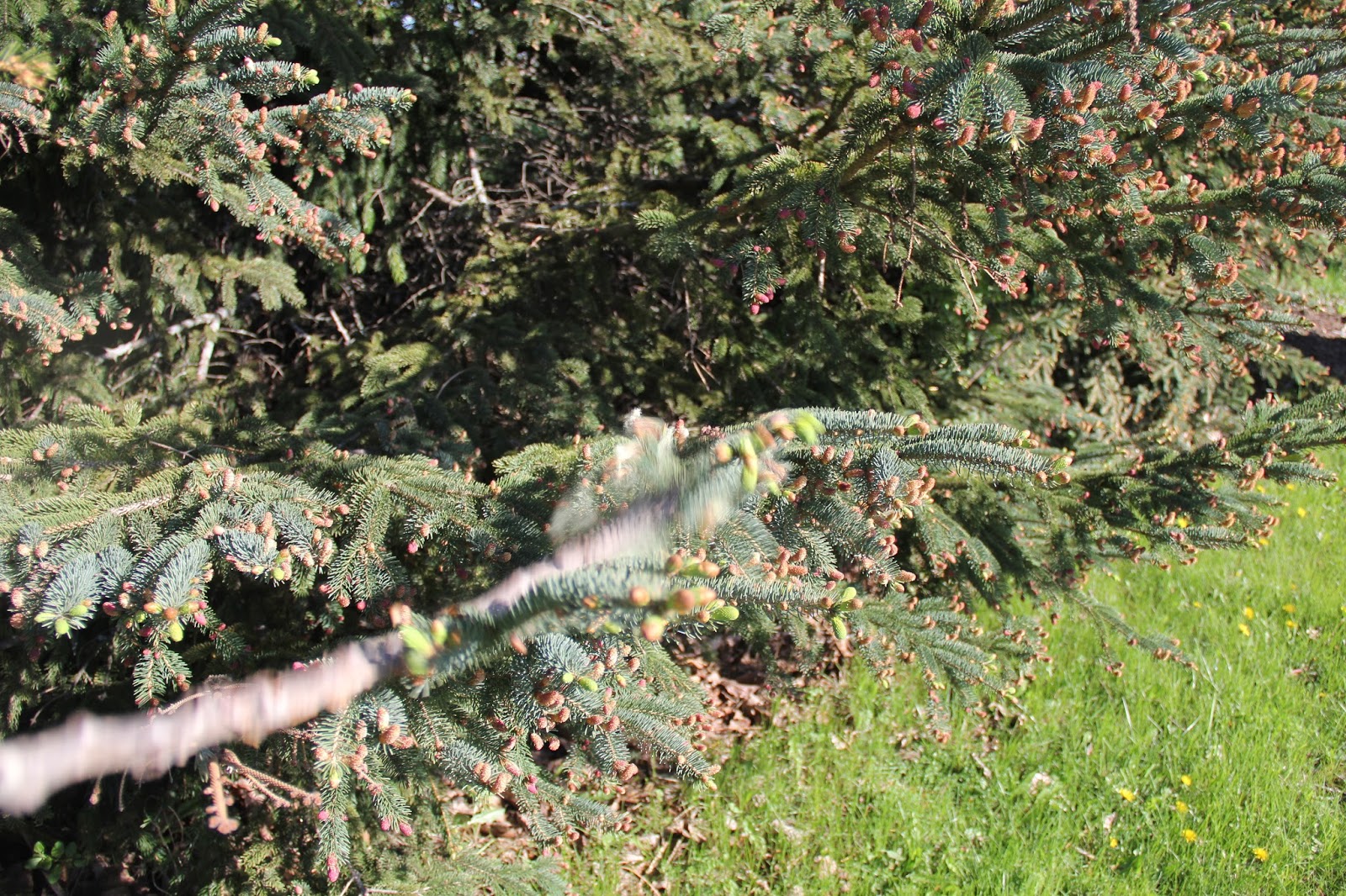 Isabella Conservation District Environmental Education Program: Spruce ...