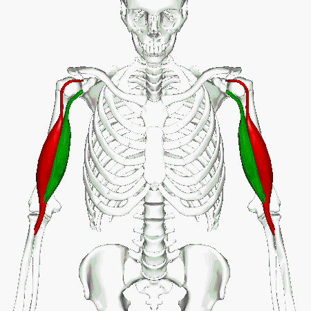 Shoulder and Elbow Surgery: Biceps Tendon Tear at the Shoulder ...