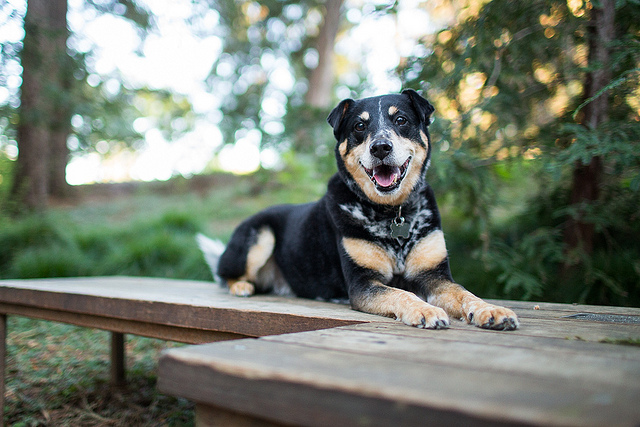 Pet Photography by Anthony Helton