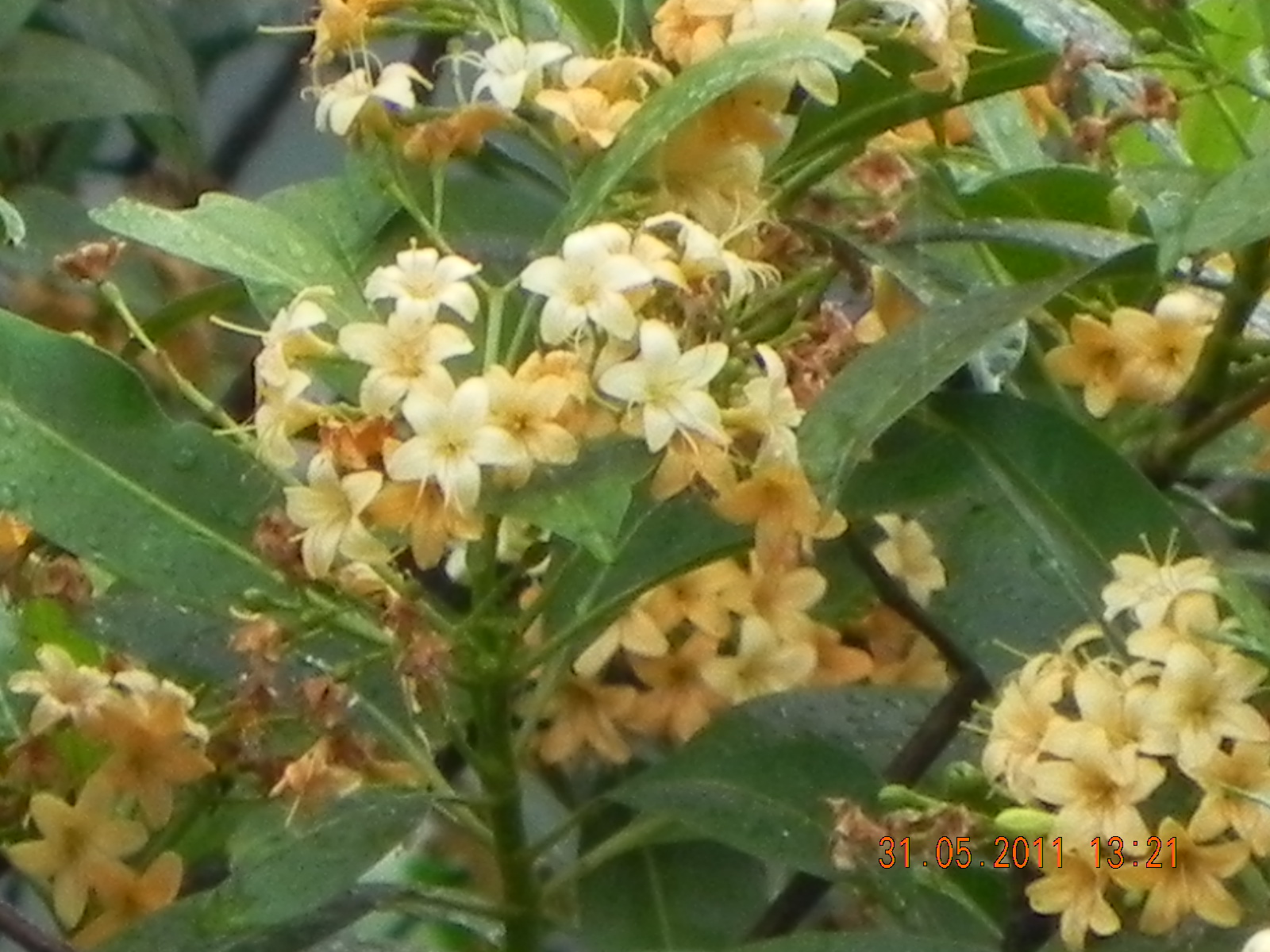 my G@Rdening frenzY: FAGRAEA FRAGRANS