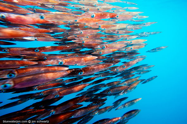 WHAT THE FUCK HAVE YOU DONE?: Giant schools of swarming squid surround ...