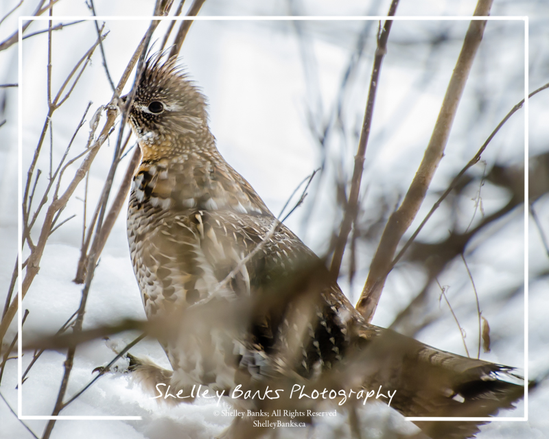 Prairie Nature: Ruffed Grouse feeding in old Saskatchewan Orchard
