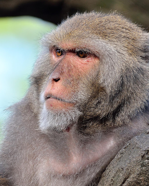The Amazing Life: ABC Wednesday: Q is Formosan Rock MacaQue