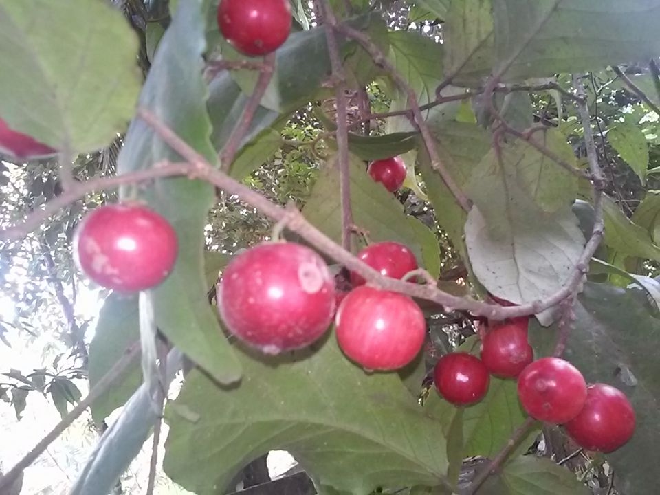 WINDOW OF KNOWLEDGE: LOLOLIKKA PLANT IN KURAKAR GARDENS