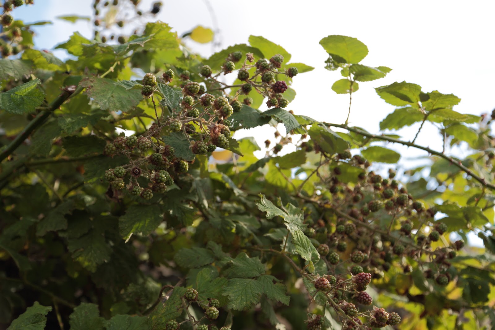 The Gourmand's Progress: The "allotment" at four months