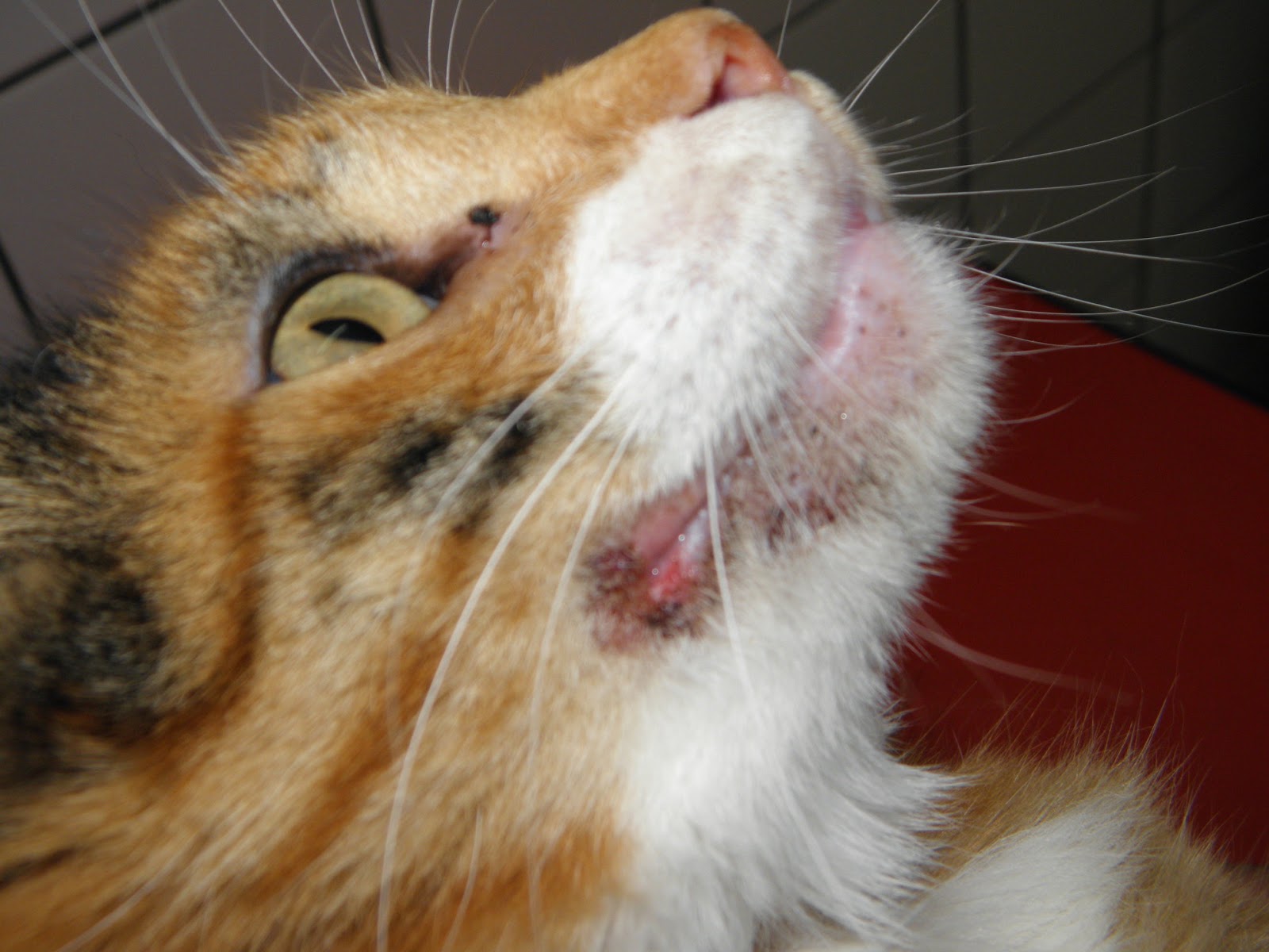 Ciencias Naturales CEUJA 2015: VIRUS DE LA INMUNODEFICIENCIA FELINA (VIF)