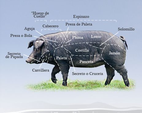 Cerdar Granja Modelo Porcina: Los cortes de la carne de cerdo