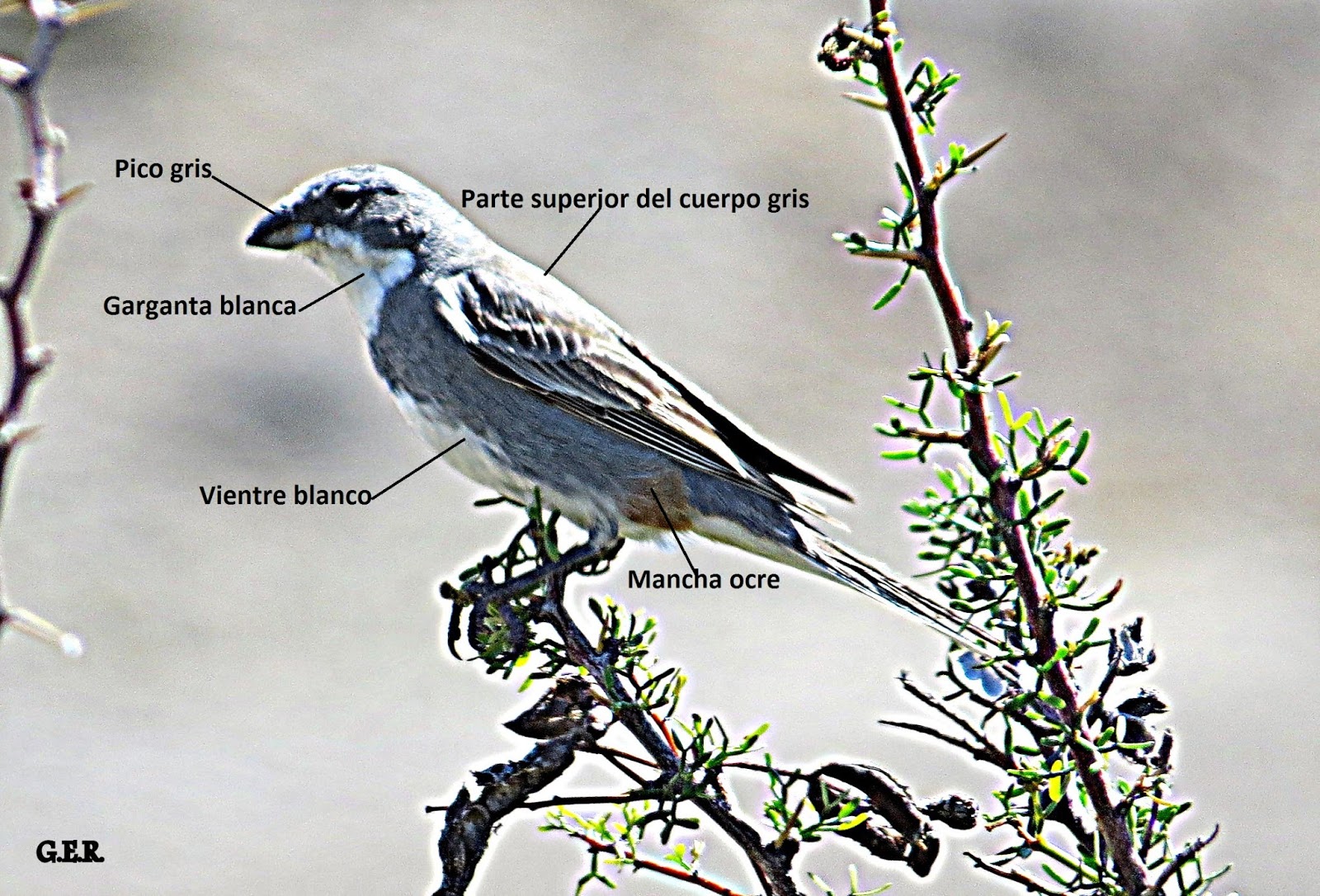 Aves del Golfo San Jorge: Diuca común (Diuca diuca)
