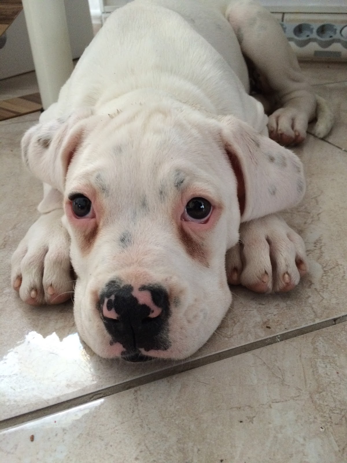 La vida de un bóxer: Cuidado de los ojos del bóxer