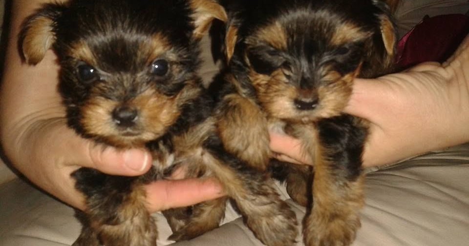 Why Yorkipoo Are So Special?