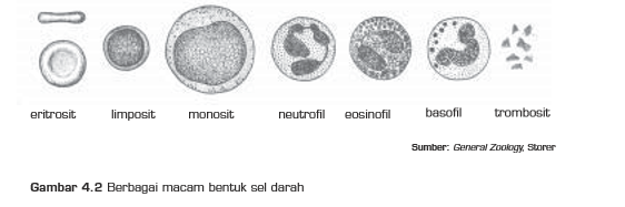 Komponen-Komponen Darah - Our Akuntansi