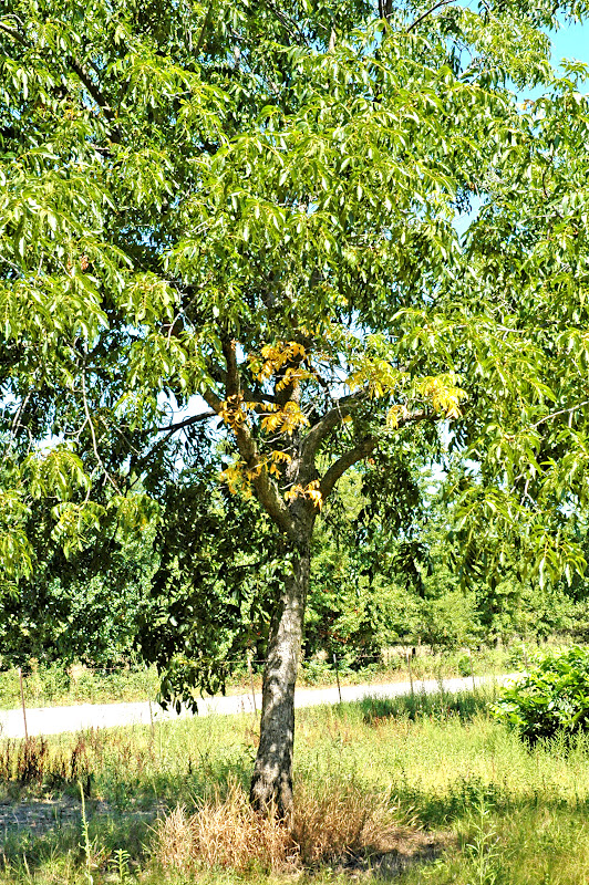 Northern Pecans: Pecan tree caught in the act of self-pruning