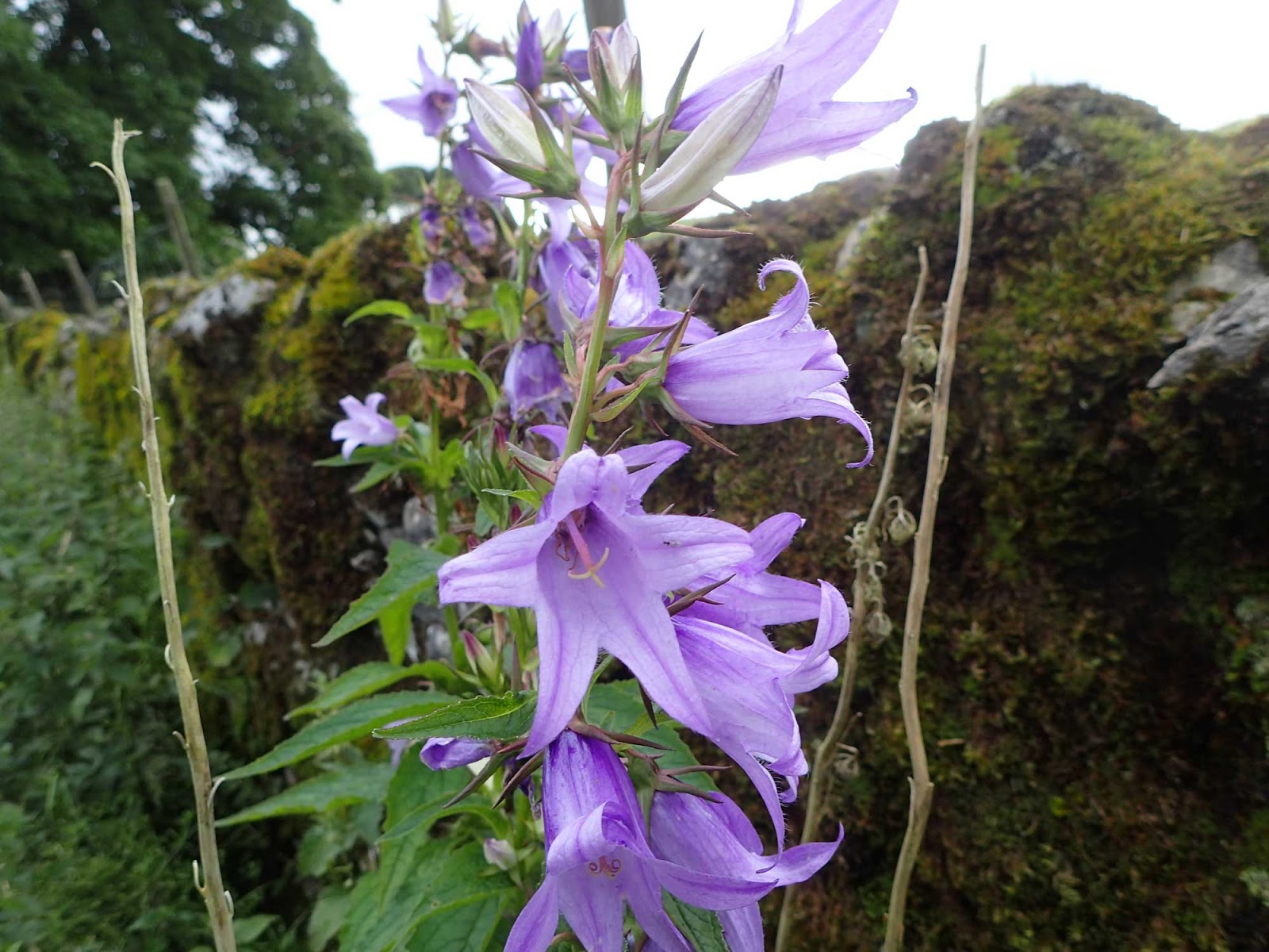 Gilbert White's Ghost: 2017