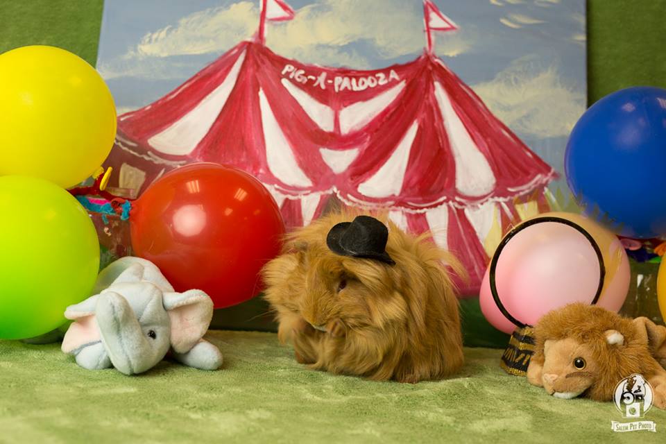 Crafts, Cavies and Cooking: A Circus and When Guinea Pigs Fly Giveaway