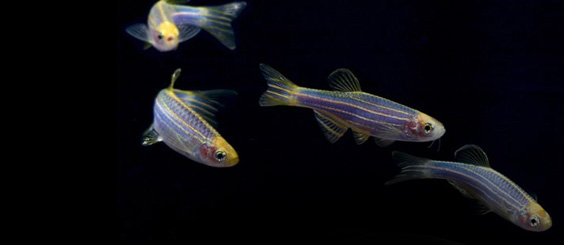 aquascapejuara: Ikan Zebra Danio, Ikan Hias Kecil Bercorak Kuda Zebra ...