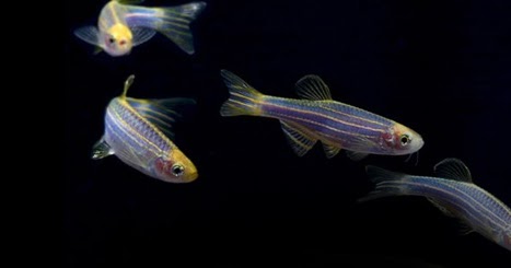 aquascapejuara: Ikan Zebra Danio, Ikan Hias Kecil Bercorak Kuda Zebra ...