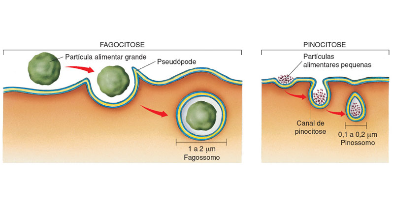 Bio Cantalice: CITOLOGIA