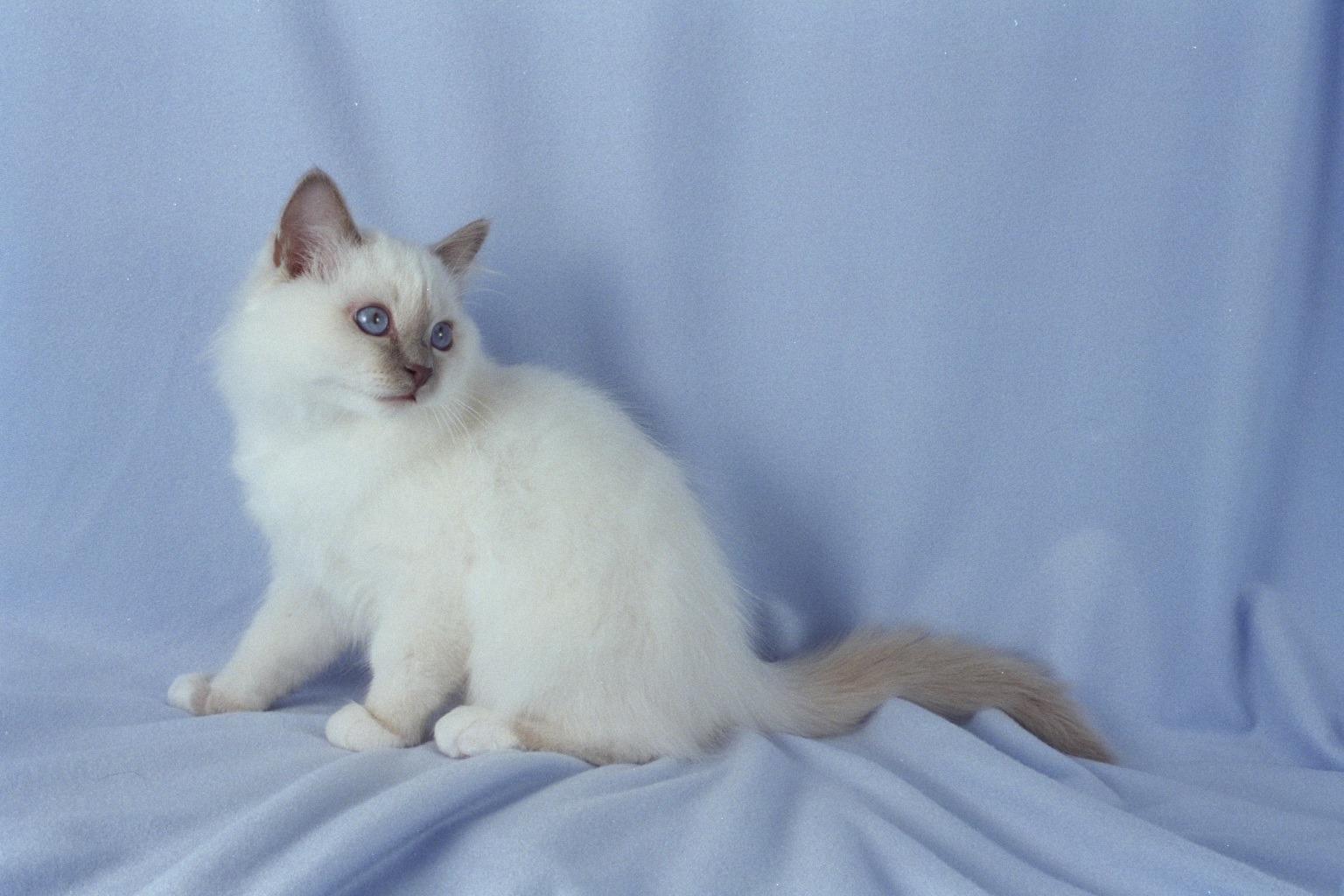 Birman Red Point Cat - Computer Screen Saver. PC Desktop Wallpaper.