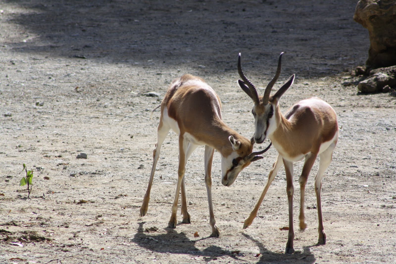 Discovering NZ: Amazing Auckland Zoo!