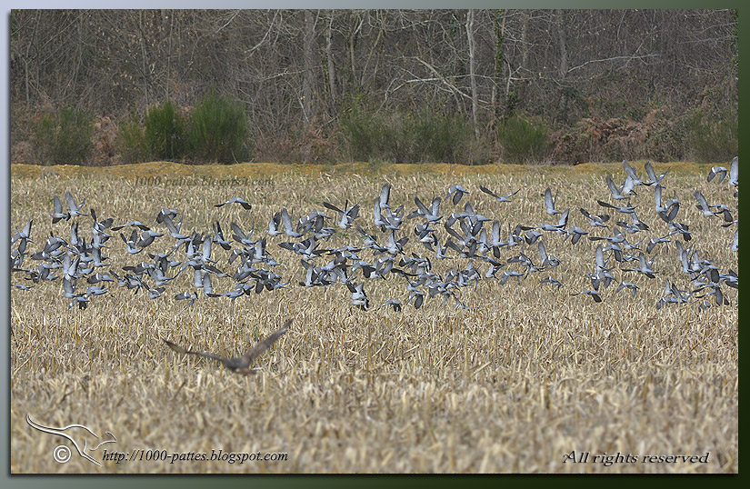 WILDLIFE GATEWAY: Vols de Palombes dans le Magnoac