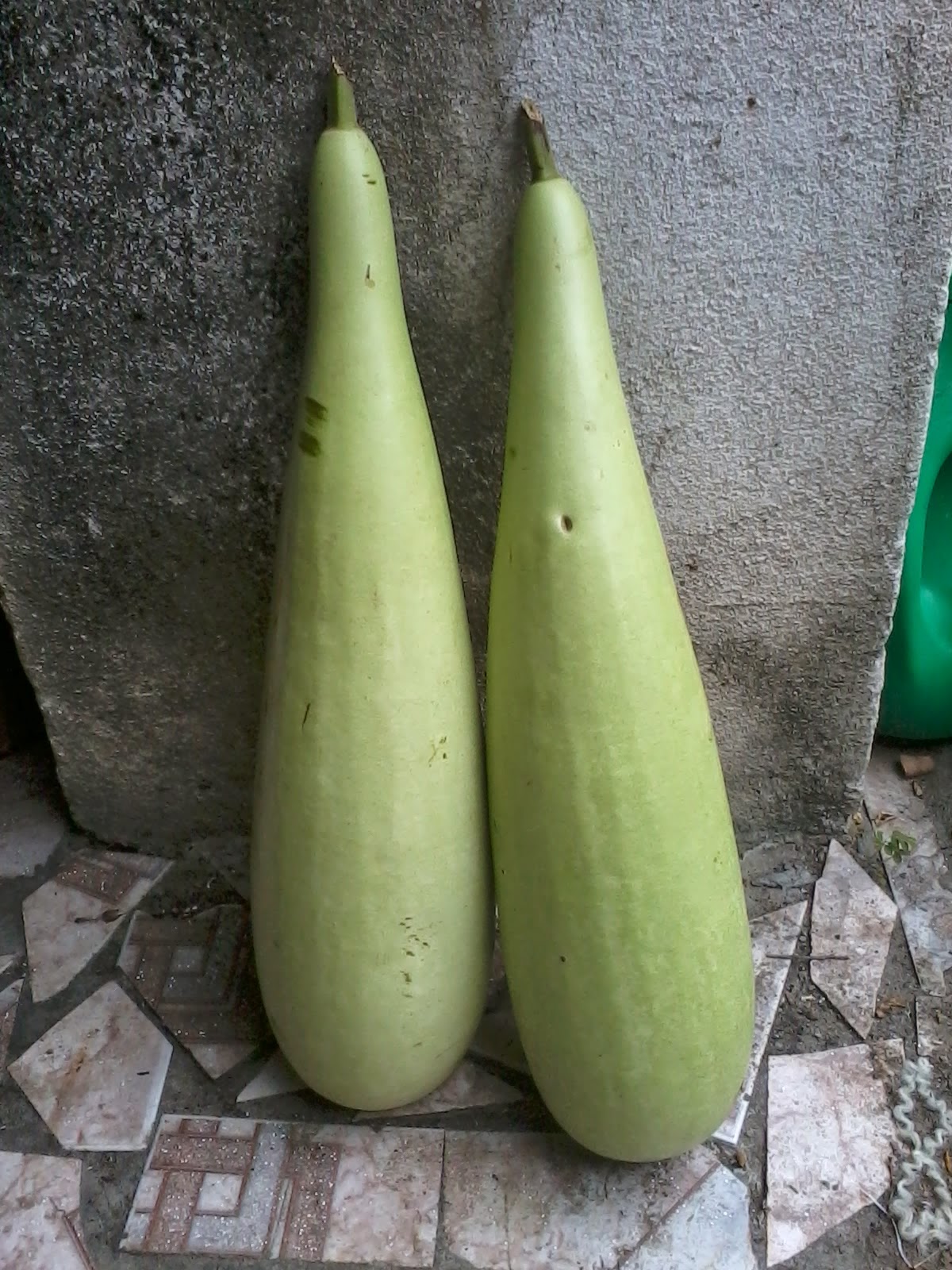 Natureza Natural: CABAÇA DOCE