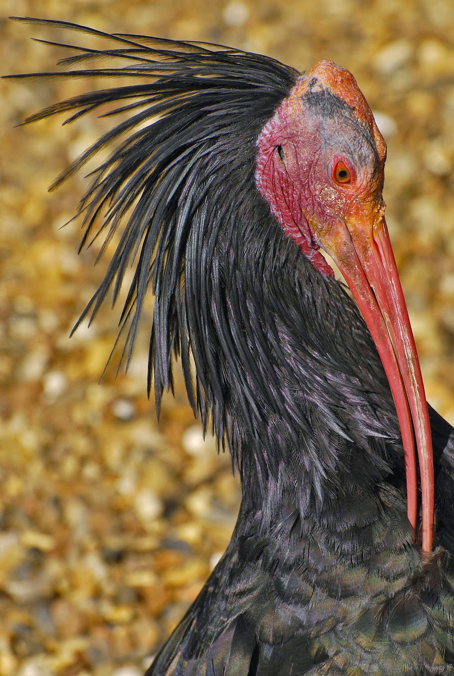 The Northern Bald Ibis - SNSH