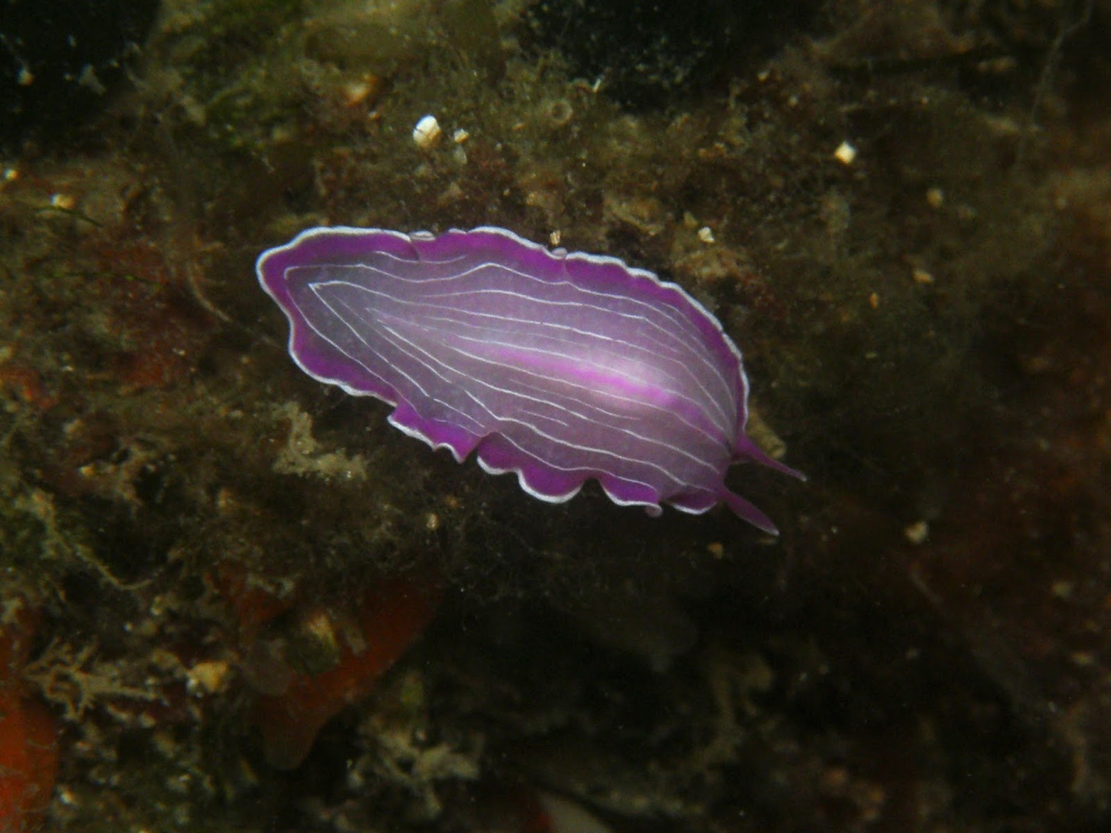 Iluminación Profunda: Planaria Roseus