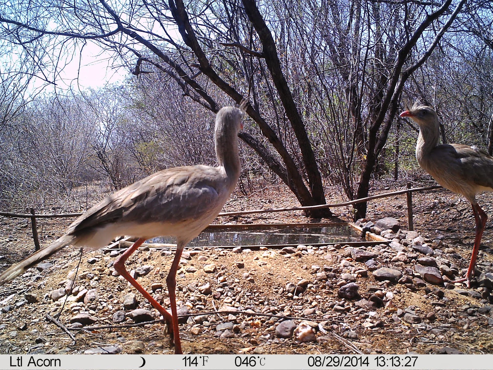 Fatos e Fotos da Caatinga: A beleza da fauna da caatinga