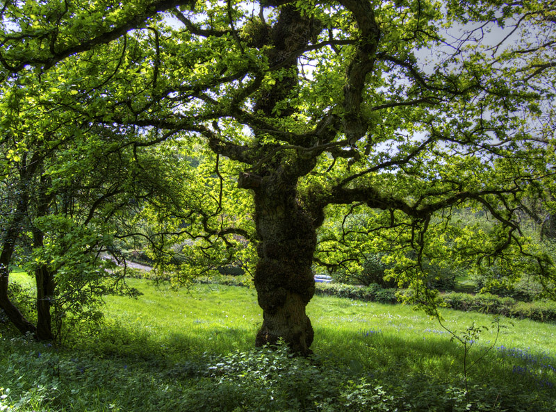 Sulis Manoeuvre: Wyche Cutting