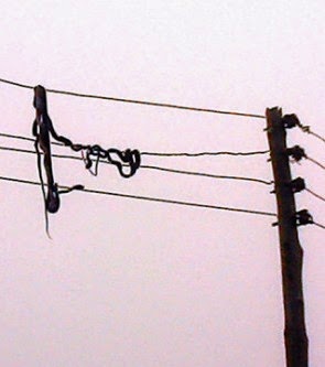 Photos: Snakes tangled in electric wires in Benin City
