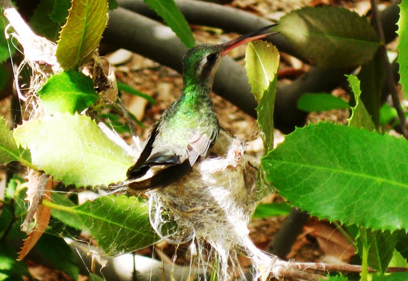Indiana Country: Hummingbird on her nest...two tiny eggs...Hummingbirds ...