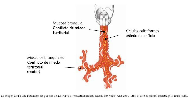Pulmones según la NMG (Eybl)