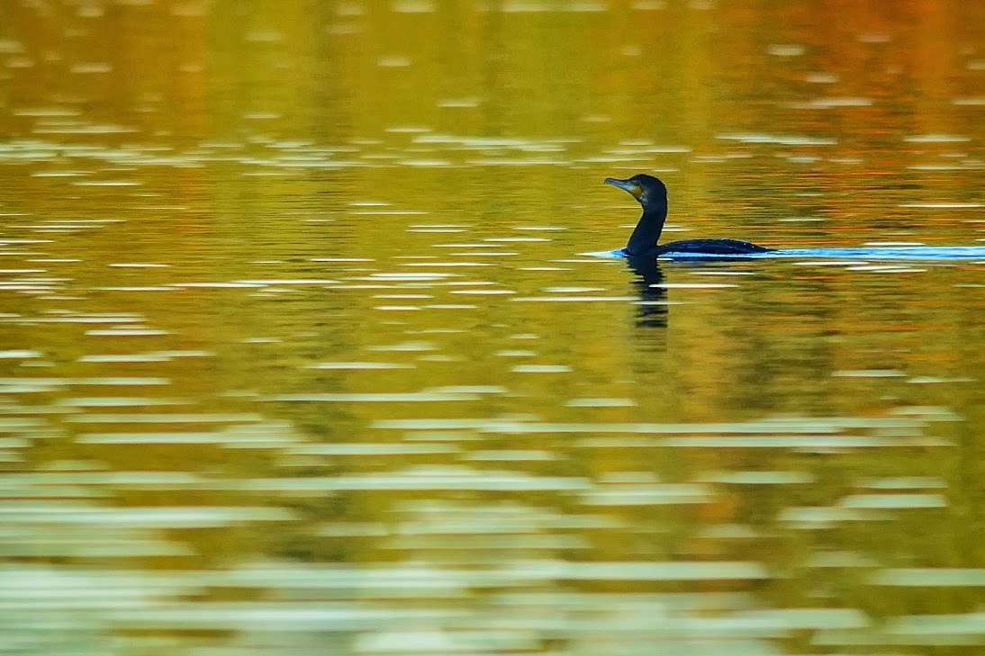 Knuts fugleblogg: Skarv i soloppgang