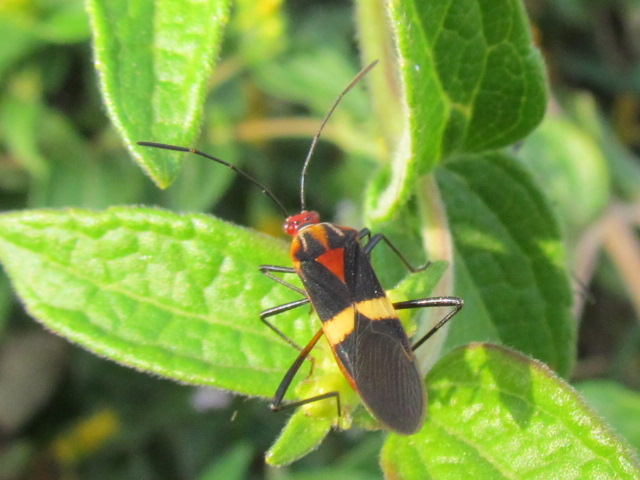 Colombia más que biodiversidad: algunos insectos
