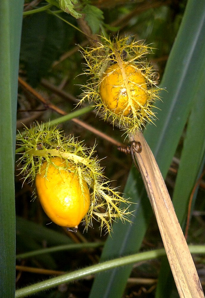 Birds and Nature Photography @ Raub: Bunga Leletup - Stinking Passion ...