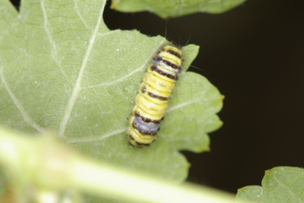 Xtremehorticulture of the Desert: Grape Leaf Skeletonizers Spotted in ...
