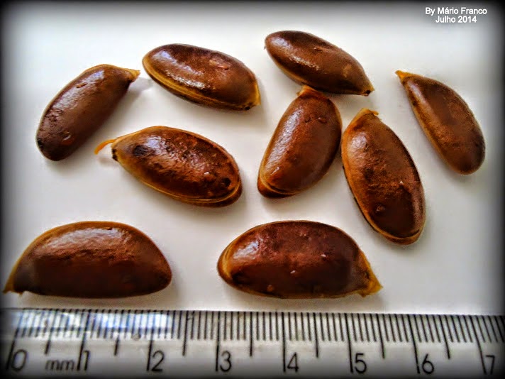 Meu Cantinho Verde: CAQUI CHOCOLATE - (Diospyros kaki)