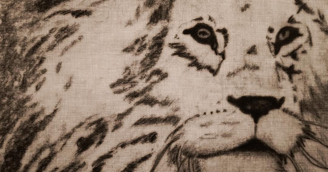 Along the Way: Graphite and Ink Sketch - Lion Study for Canvas