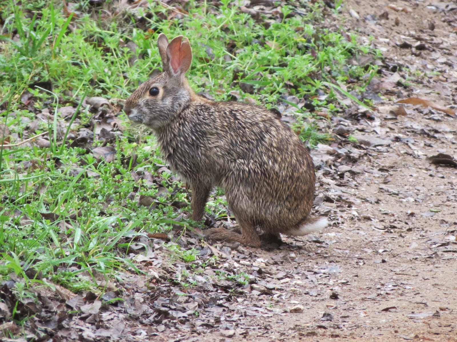 Birding Across Texas: March 2014