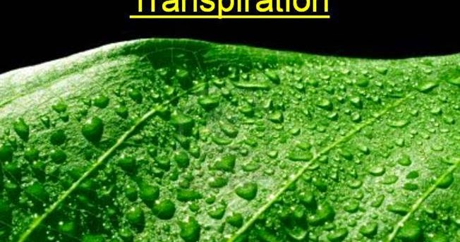 Knowledge Class: Transpiration as a Necessary Evil