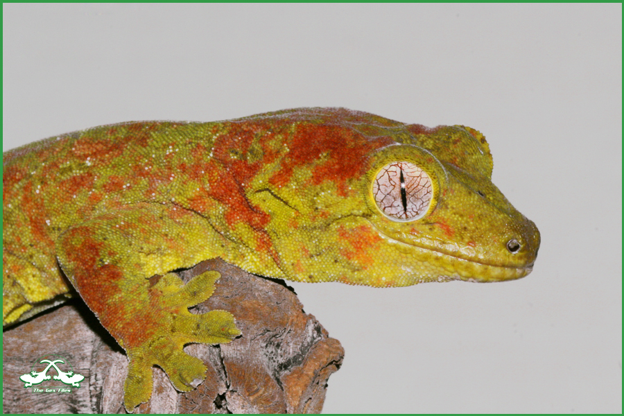 Herpetobotanical: Awesome Geckos