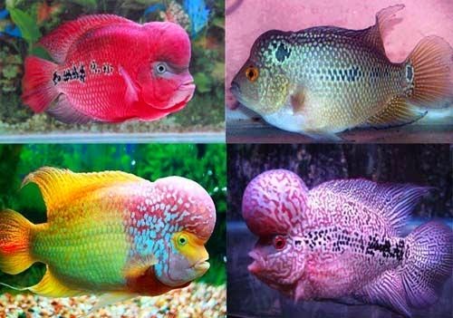 Angkasa Aquarium: Jenis – Jenis dan Harga Ikan Louhan