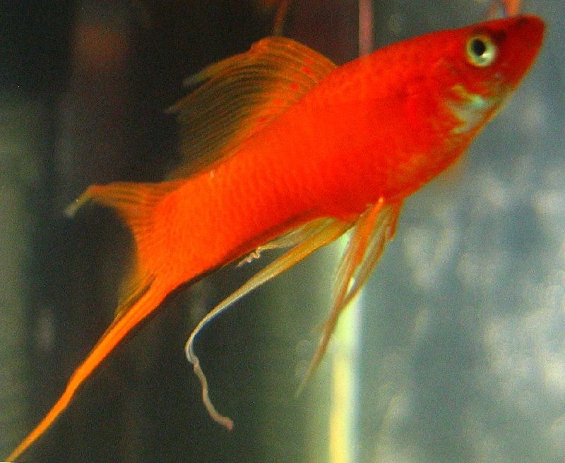 Budidaya Ikan Platy Pedang (Swordtail)
