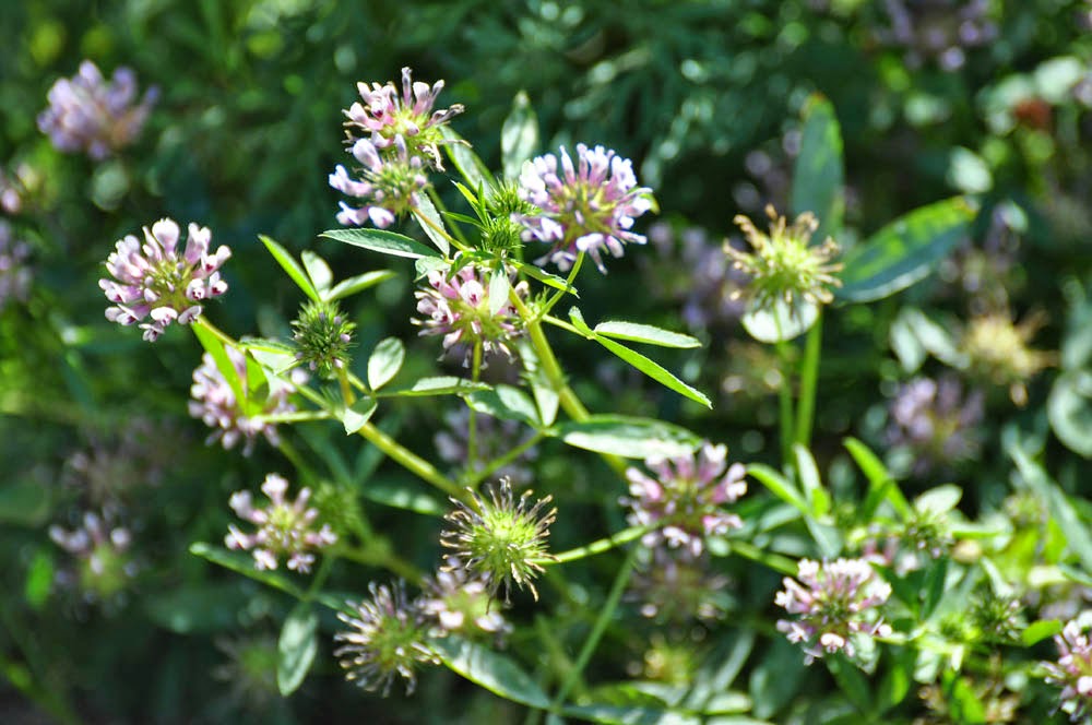 Mother Nature's Backyard - A Water-wise Garden: Plant of the Month ...