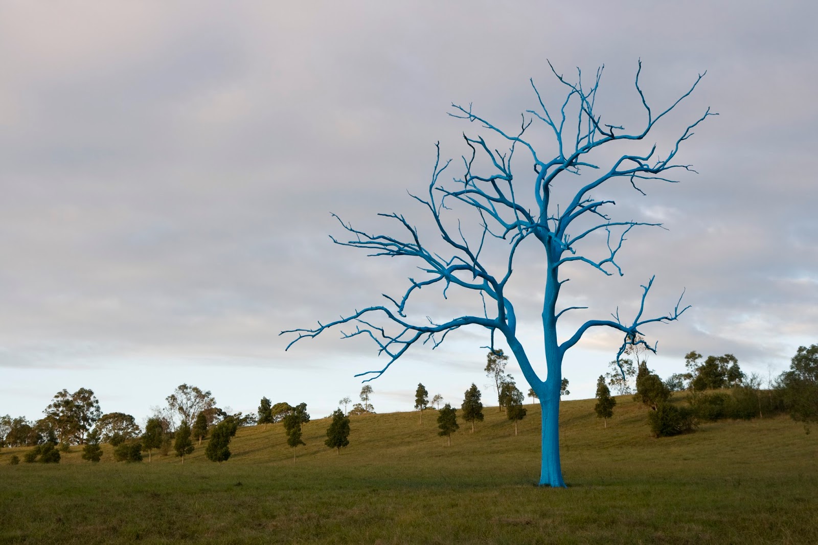 Water Flume Line Trail & Oak Tree Park : painted trees